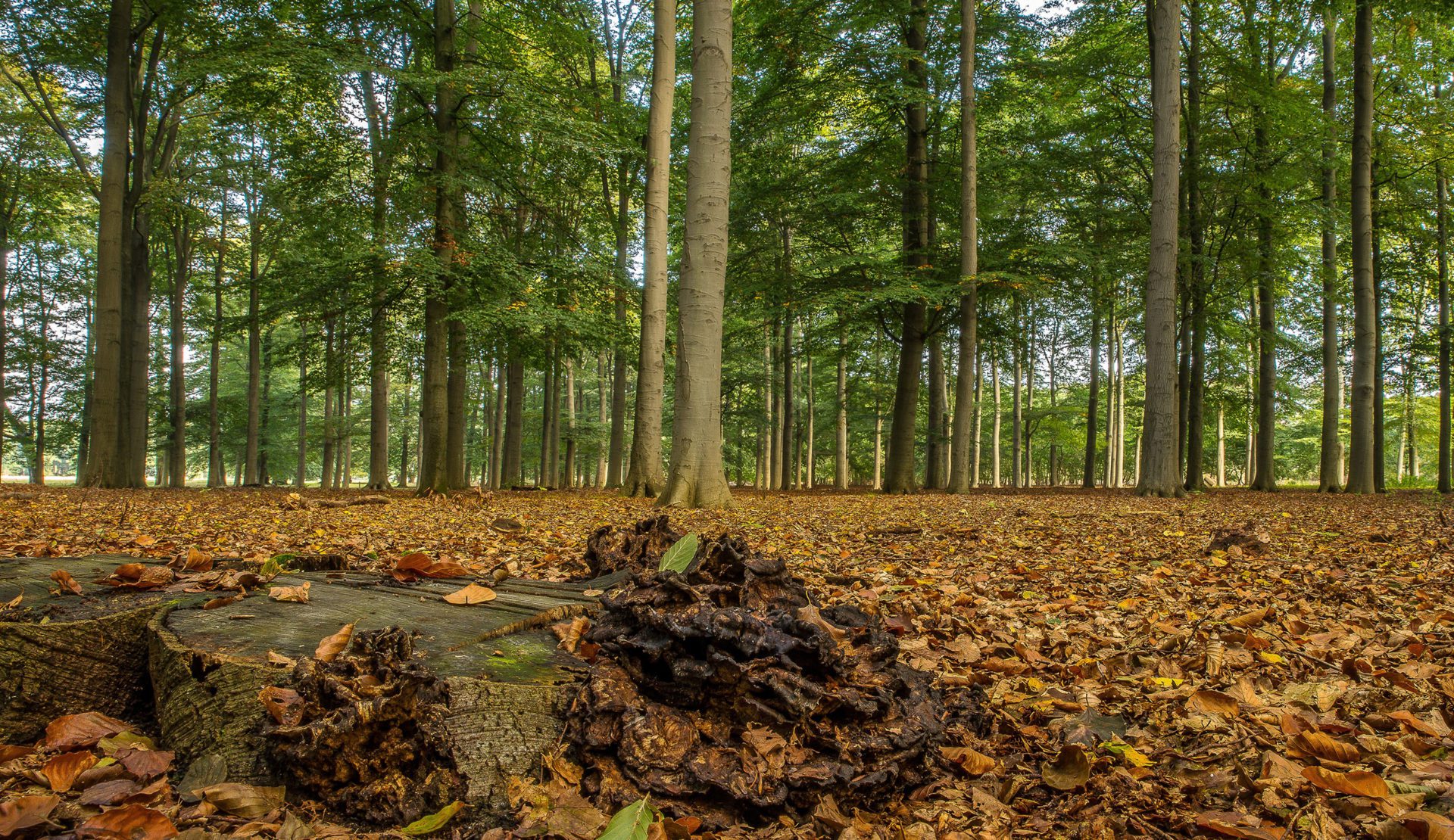 À la découverte des sols forestiers | Explore UNIL
